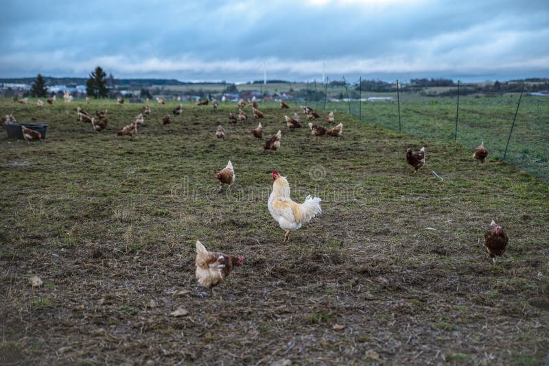 Farm for Breeding Chickens in Germany, on a Beautiful Ecologically ...