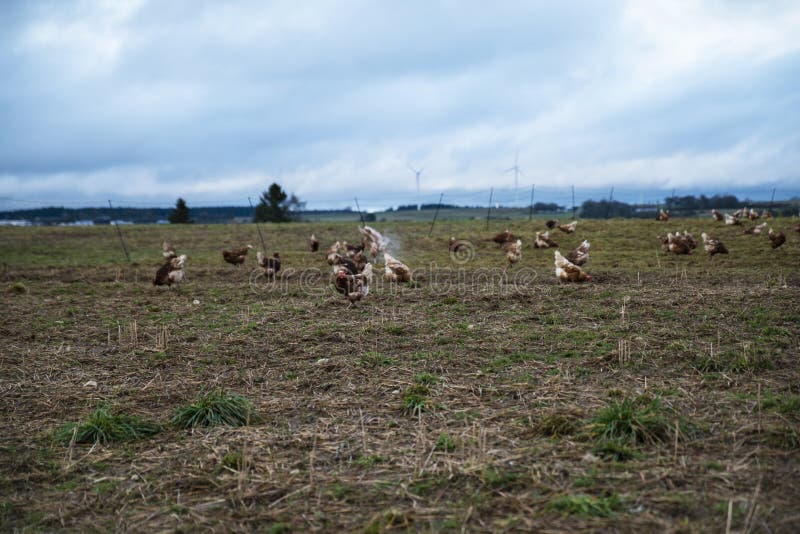 Farm for Breeding Chickens in Germany, on a Beautiful Ecologically ...