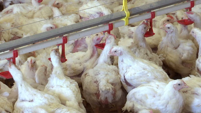 Breeding Chickens on the Farm Stock Footage - Video of birds, feeder ...