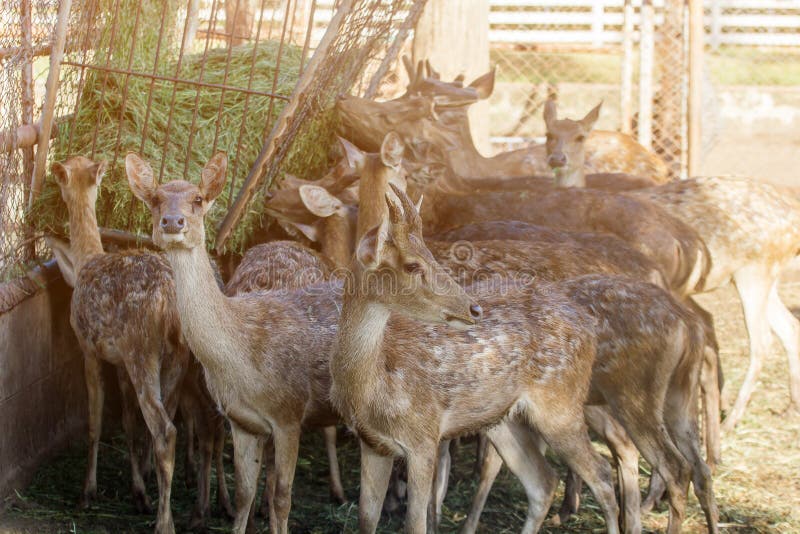 Deer Breeding in Texas stock photo. Image of whitetail - 57596980
