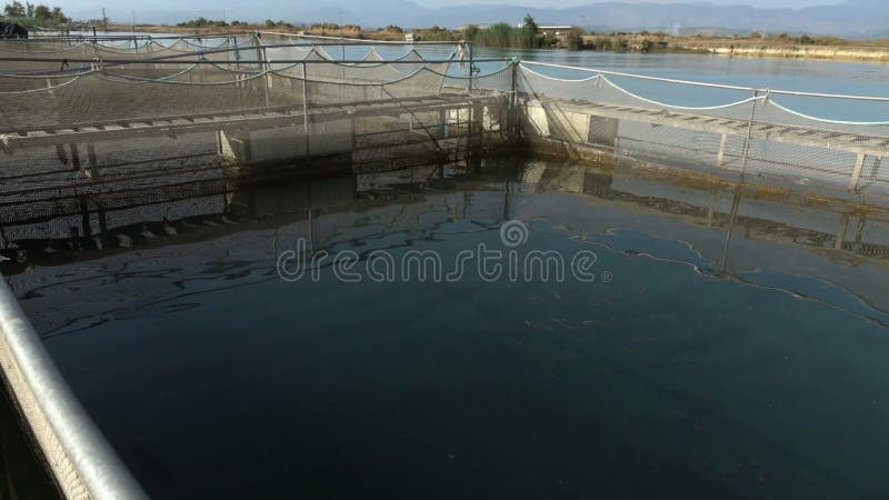 The Farm for Breeding Fish.fish Farming, Agriculture Stock Video ...