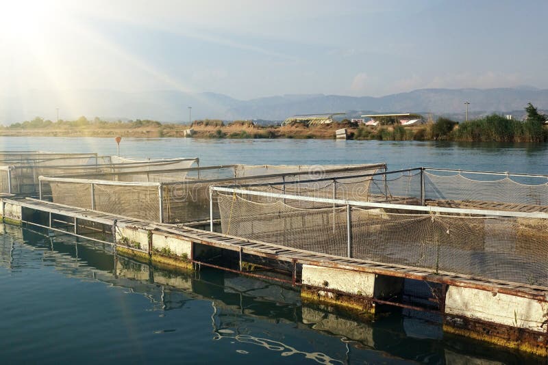 Fish farm on the river . stock photo. Image of beauty - 119478410