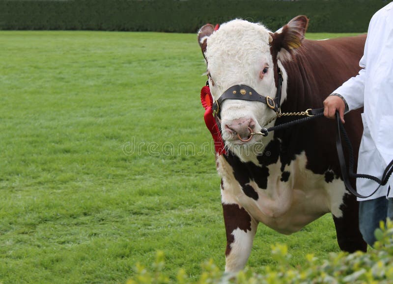 Farm Bull stock image. Image of animal, species, pets - 71350099