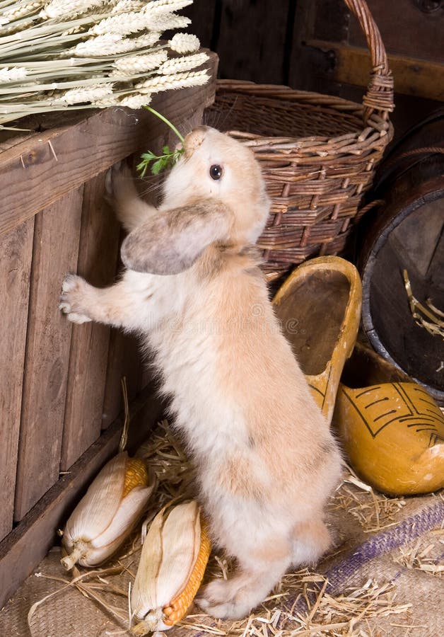 Farm bunny stock image. Image of eating, curious, rabbit - 7944527