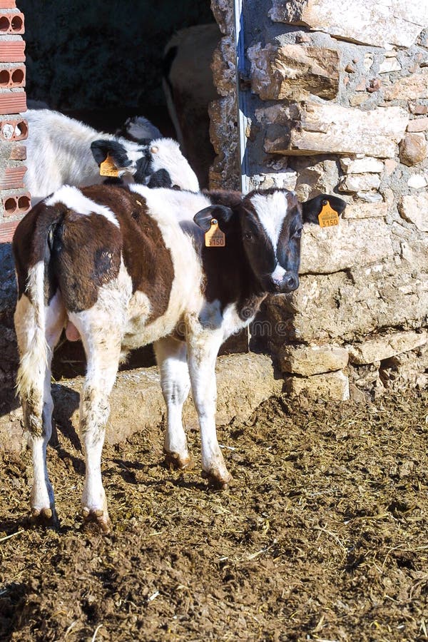 Farm of calves and cows stock photo. Image of farm, industry - 171327622