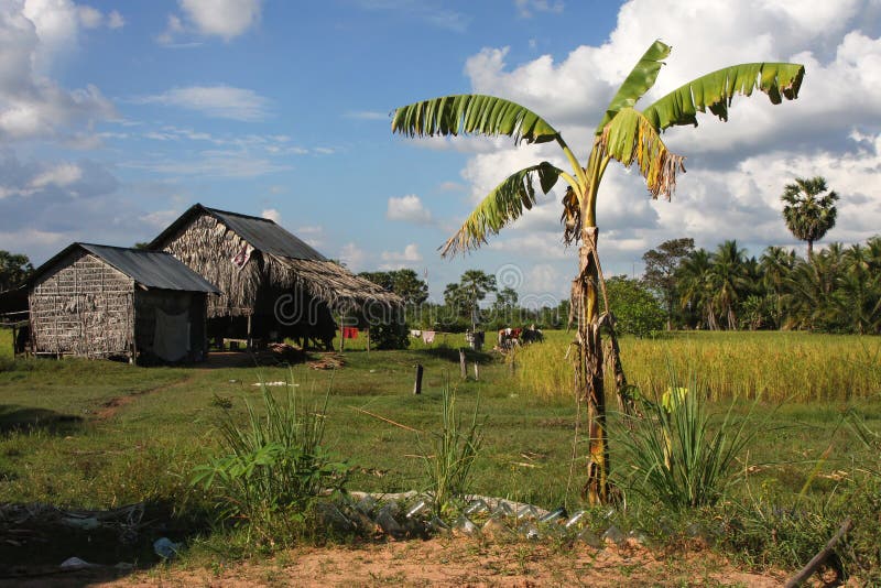 Farm in Cambodia stock photo. Image of asia, agriculture - 28478114