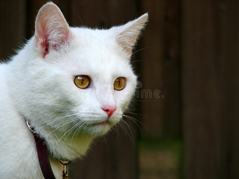 Farm cat stock image. Image of eyes, prowling, farm, closeup - 2248729