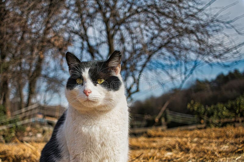 Large farm cat stock photo. Image of large, domestic - 269524206