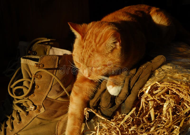 Ginger Cat Picture. Image: 5994378