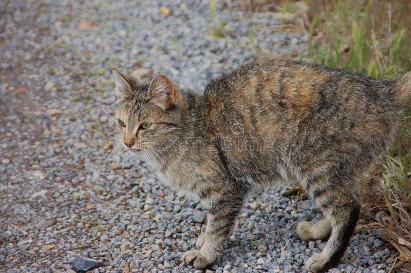Farm cat on alert stock photo. Image of relax, grey, animal - 5167554