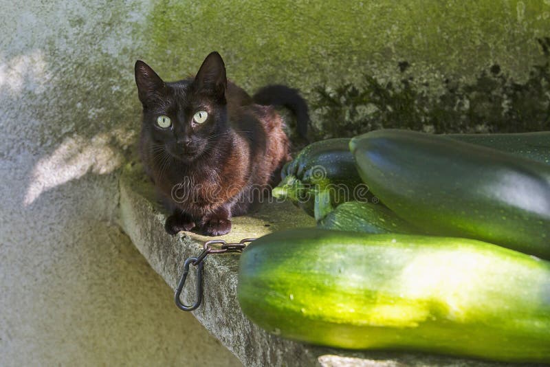 Farm cat stock photo. Image of feline, holiday, gardening - 200318394
