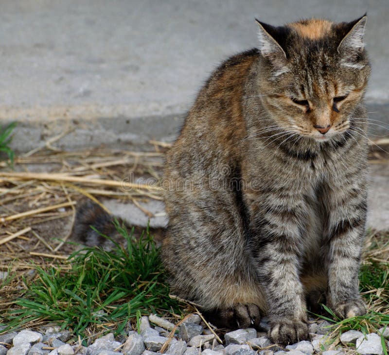 Farm Cat Sitting in the Grass. Stock Photo - Image of paws, feline ...