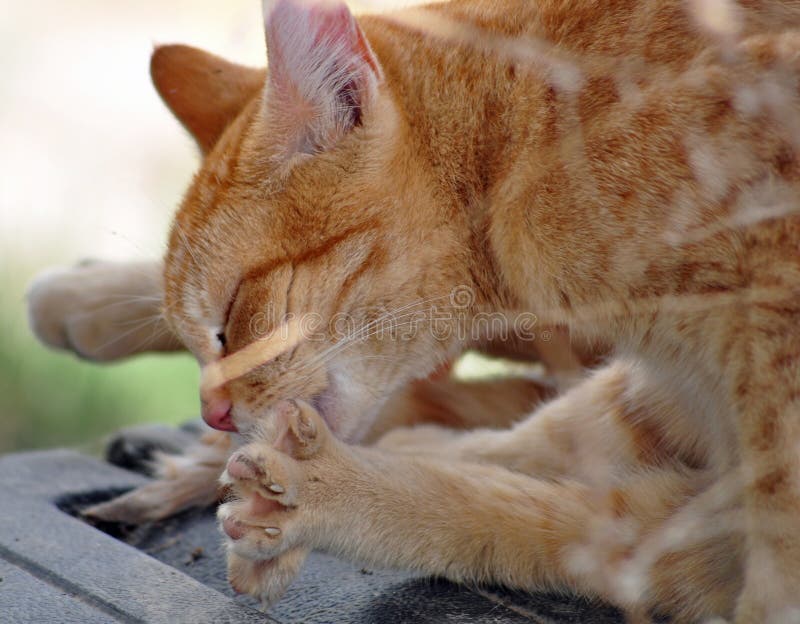 Farm Cat stock photo. Image of kitten, cats, mammals - 57922320