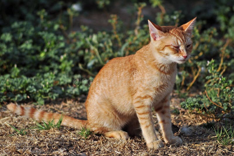 Farm Cat stock photo. Image of hunting, kitty, kitten - 57924010