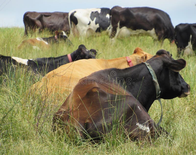 Farm cattle stock image. Image of horse, sheep, farm - 282145149