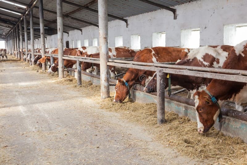 Farm for Cattle Inside during Stock Image - Image of livestock, farms ...