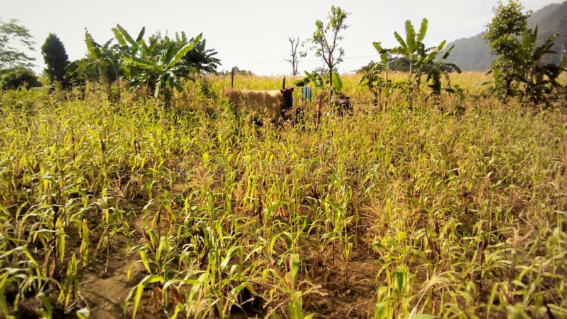 Farm and cattle stock photo. Image of maze, farm, cattle - 109746816