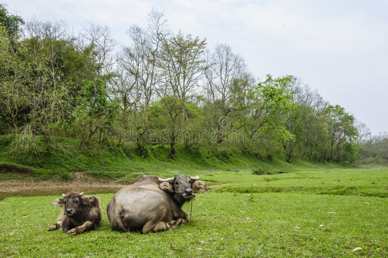 The farm cattle in spring stock photo. Image of agricultural - 72401750