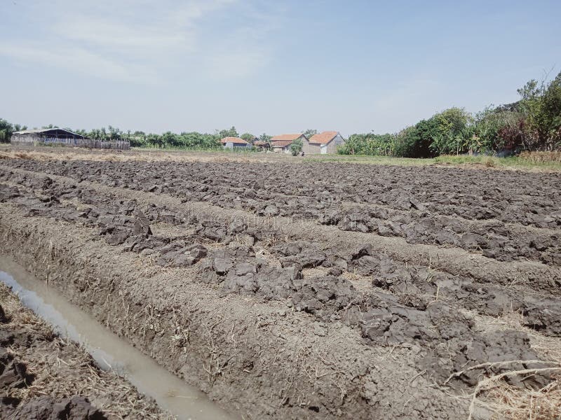 Before Farm in Central Java Indonesian City Stock Photo - Image of city, java: 278104838