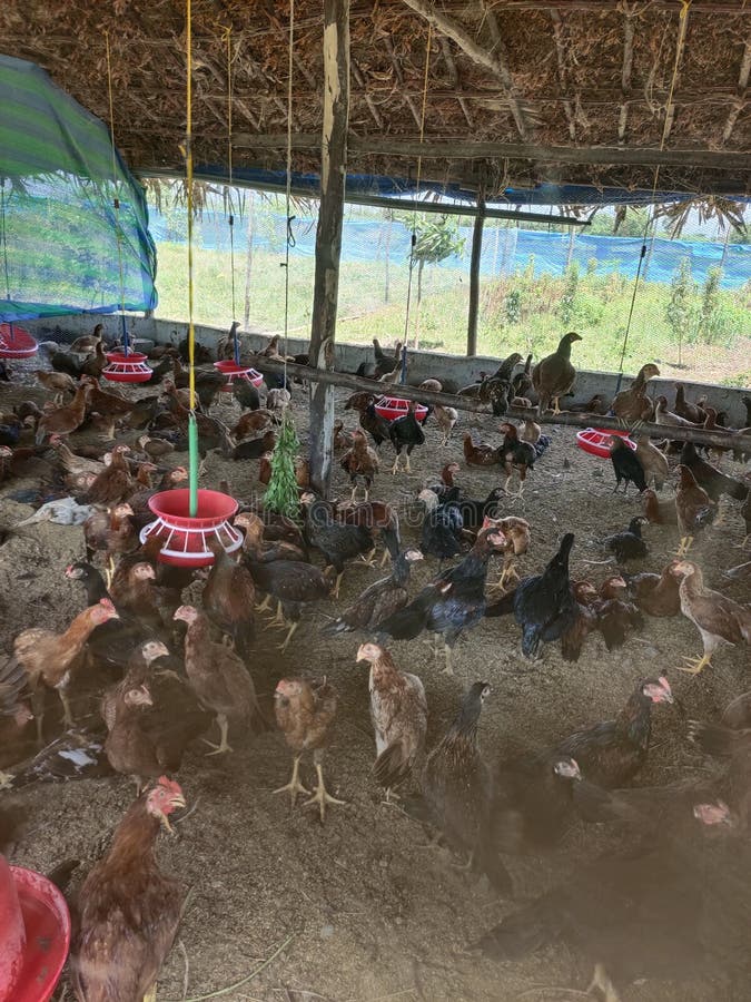 Farm chick natural bird stock photo. Image of natural - 211644142