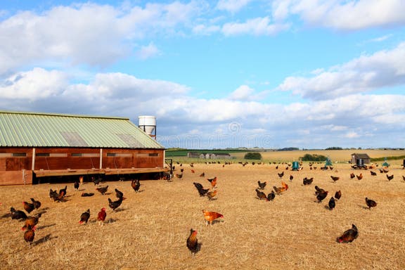 Chicken Farm stock photo. Image of farm, cloud, group - 30647002