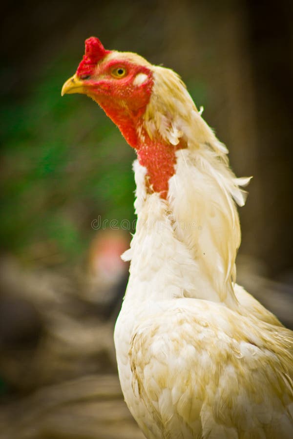 The farm chicken stock photo. Image of supper, holiday - 127353700