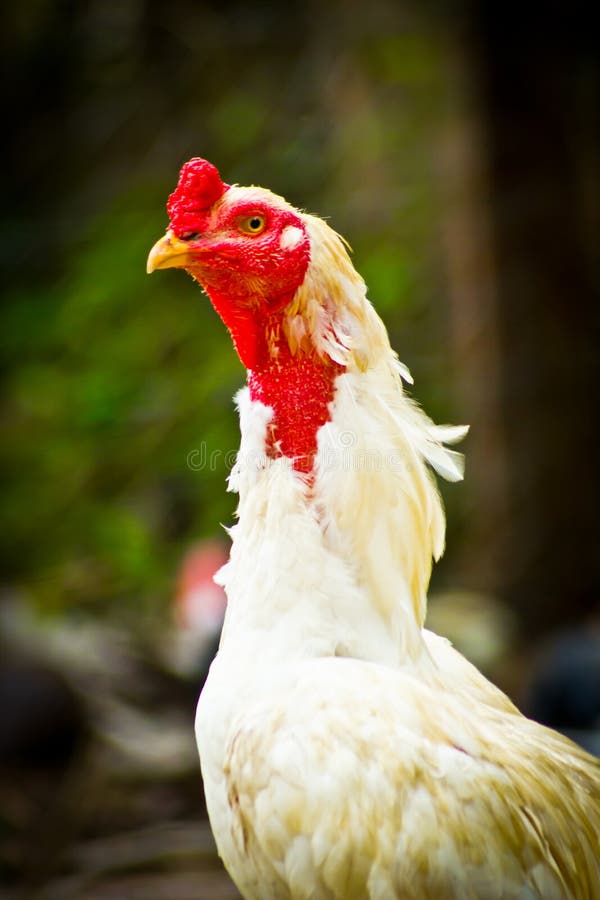 The farm chicken stock image. Image of holiday, aliments - 127353701