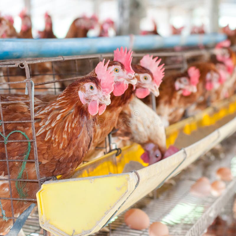 Farm chicken eggs. stock photo. Image of coop, barn, chickens - 34978454