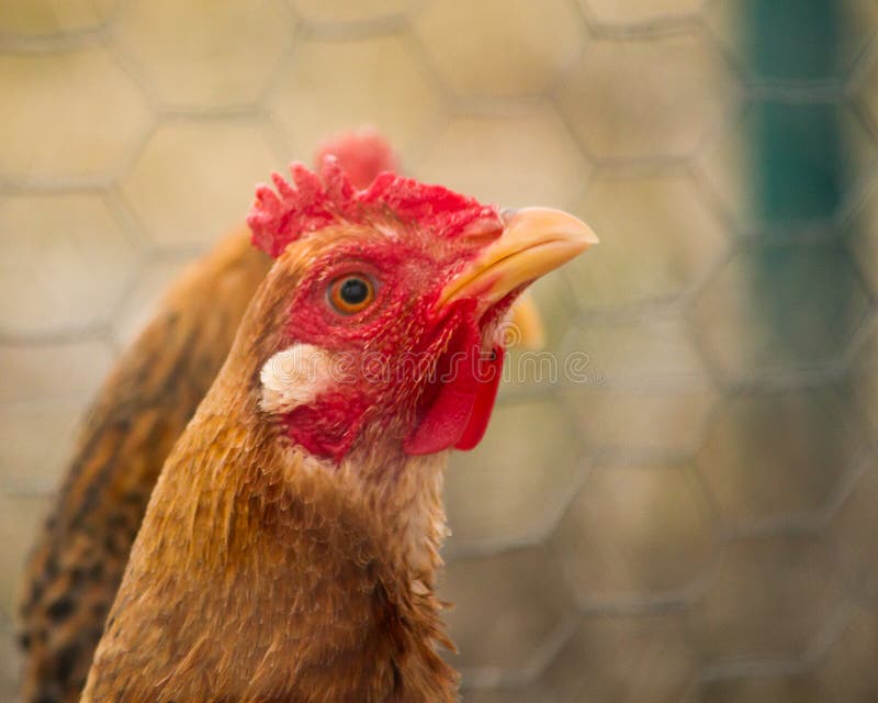 Farm chicken stock photo. Image of peck, house, livestock - 33357516