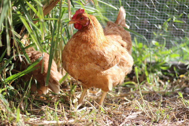 Farm Chicken Hen stock image. Image of chicks, farm - 103826229