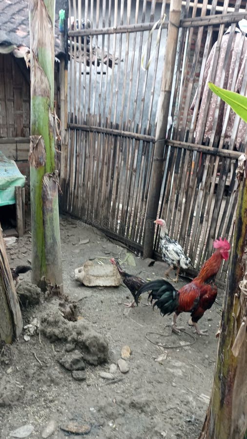 Farm Chicken in Traditional Village from Bamboo Cage Stock Image ...