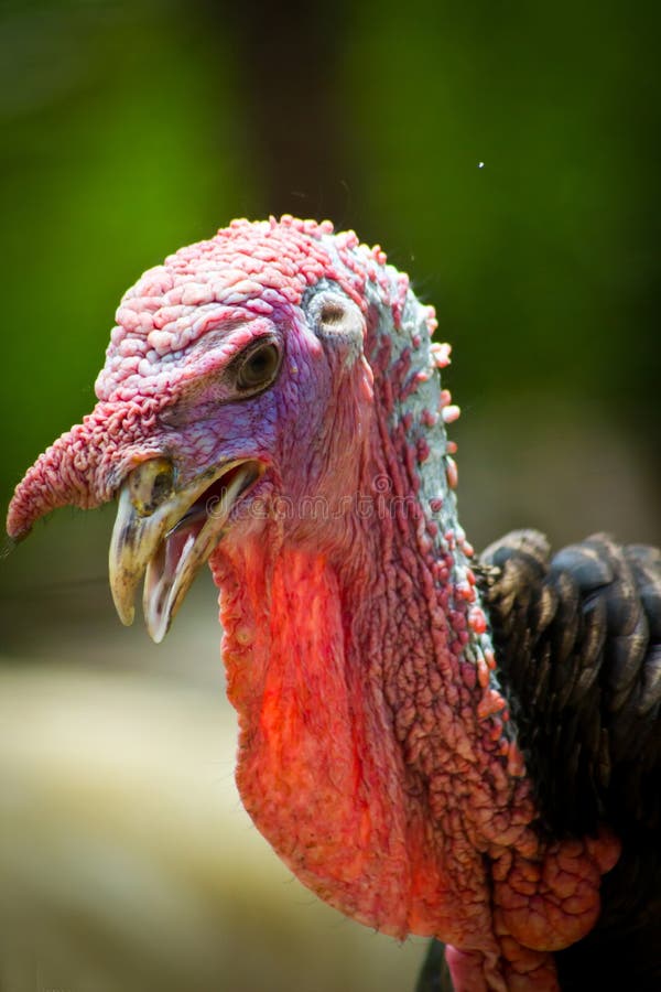 The farm chicken turkey stock image. Image of supper - 127353757