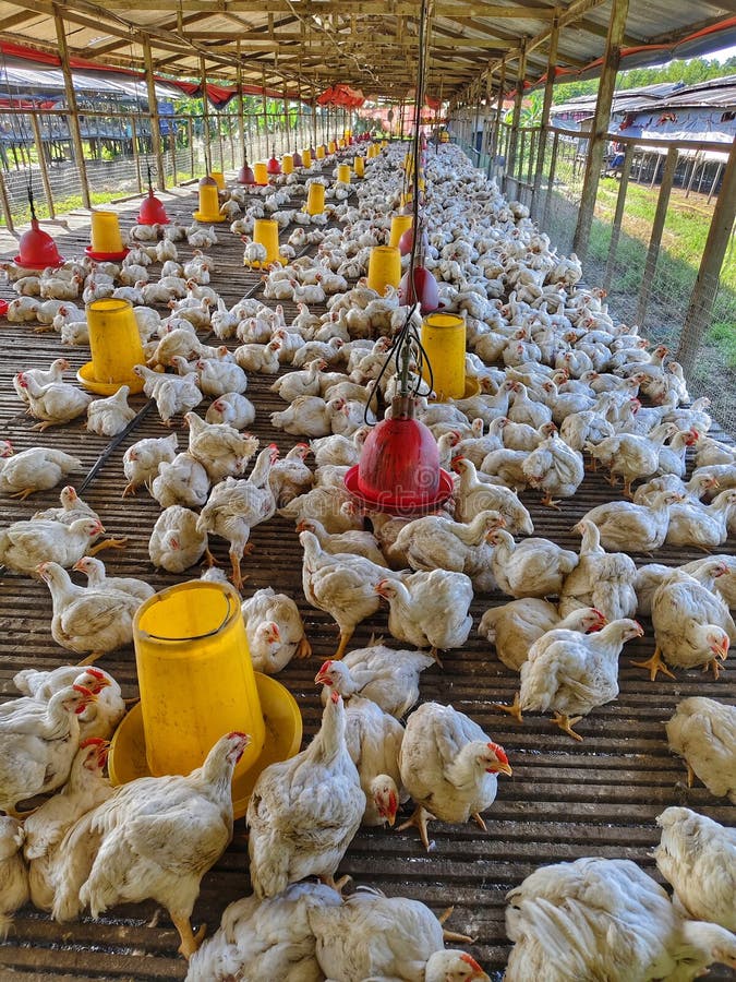 Farm chickens in the barn stock image. Image of libestock - 351651323