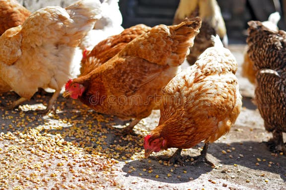 Farm chickens eating corn stock photo. Image of meadow - 22716966