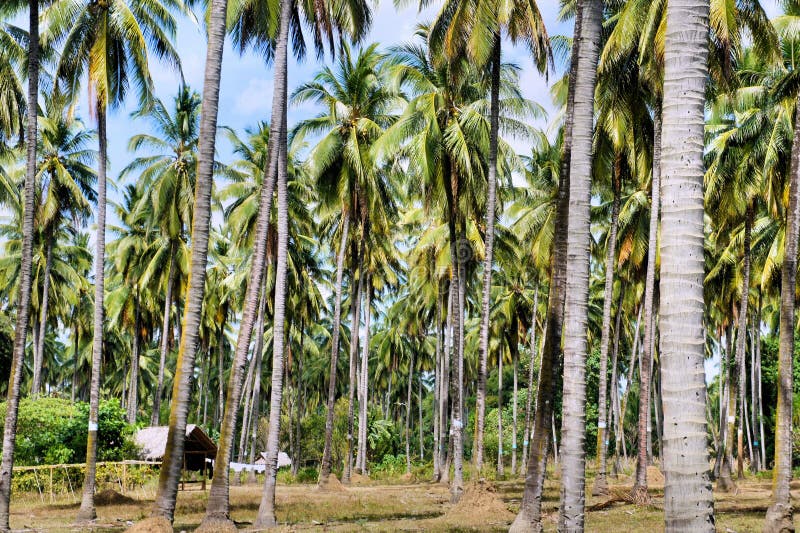 Plantation of Coconut Trees. Farm. Palawan Island. Stock Photo - Image ...