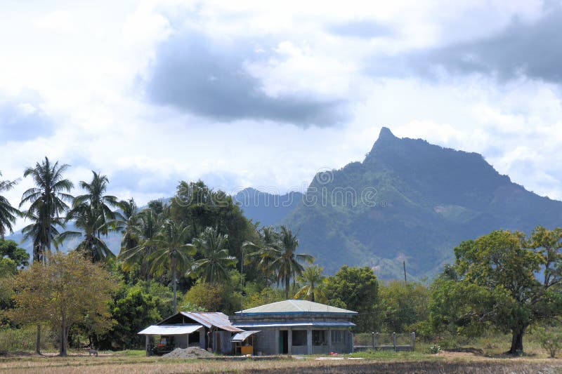 Plantation of Coconut Trees. Farm. Philippines. Palawan Island.. Stock ...