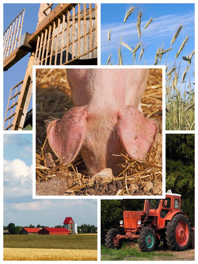 Farm collage stock image. Image of farmland, cultivation - 7635387