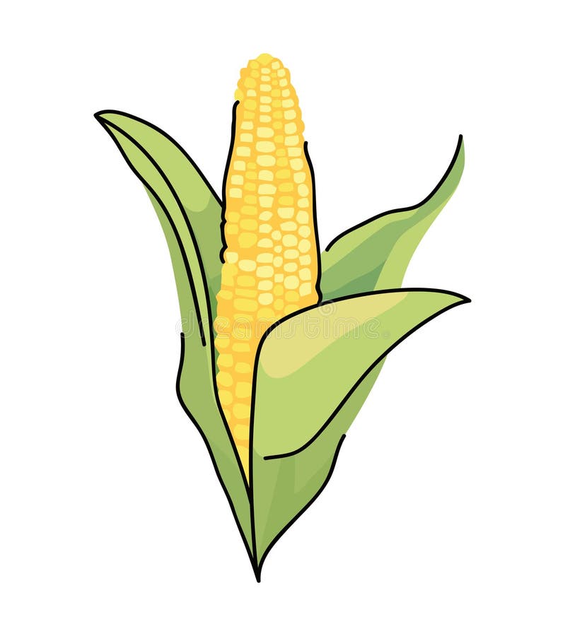 Farm corn design stock vector. Illustration of corn - 291762056
