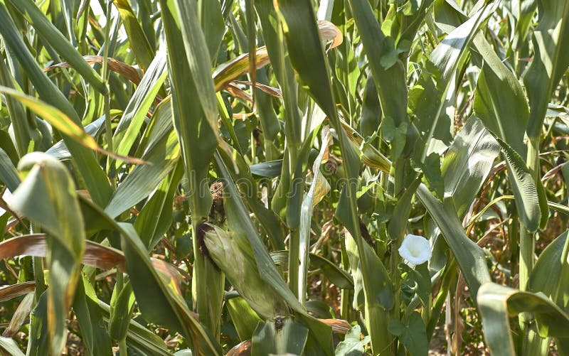 Farm of corn in Europe stock image. Image of growth - 124124911