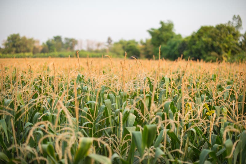 Farm of Corn Plant Landscape Stock Photo - Image of organic, harvest ...