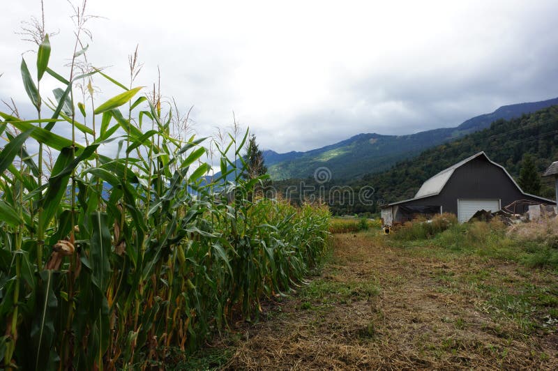 Farm stock photo. Image of grey, barn, food, farm, mountains - 59327530