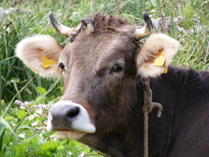 Farm cow stock image. Image of calf, meat, buttercup - 13171149