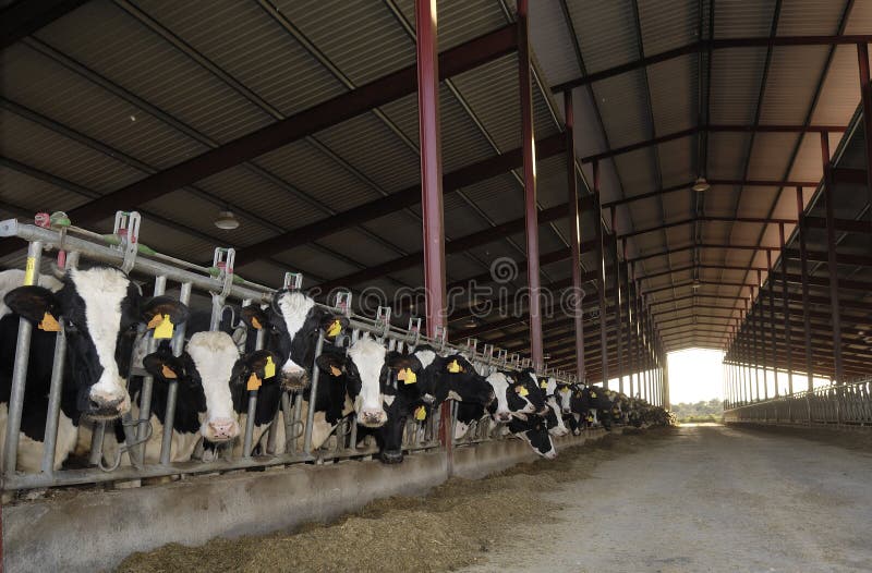 Farm cow stock image. Image of herbivorous, cattle, livestock - 85373783