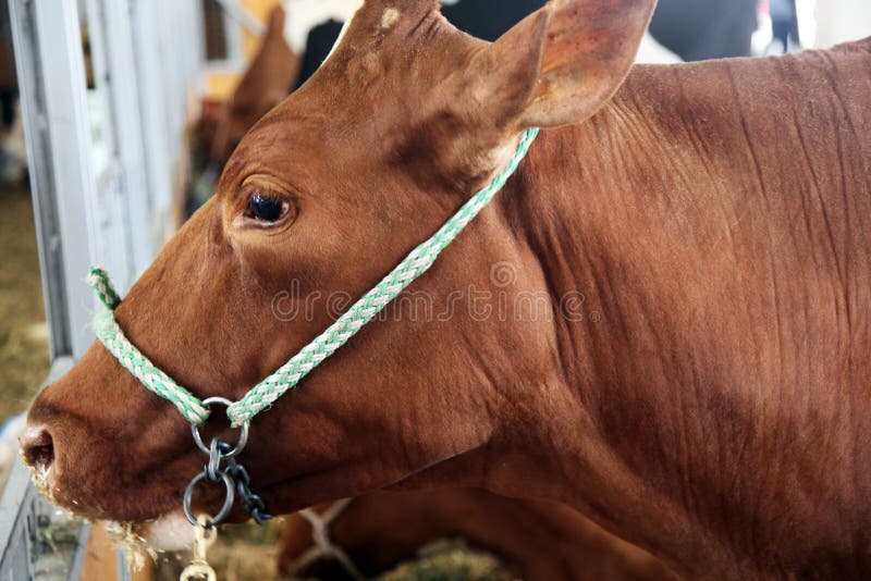 Farm cow stock photo. Image of cows, country, agricultural - 48412624