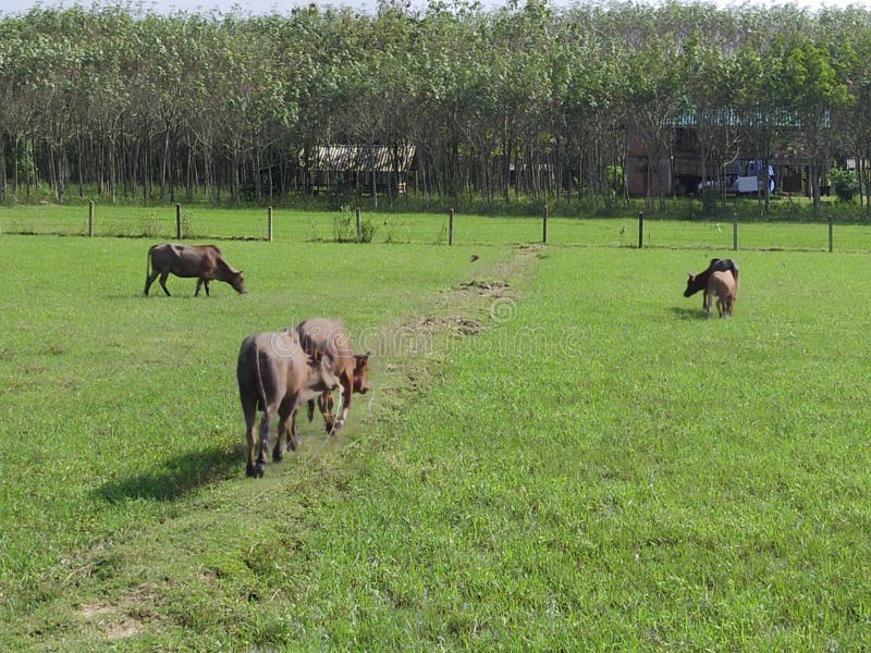 Farm cow pasture stock photo. Image of pasture, tree - 83868148