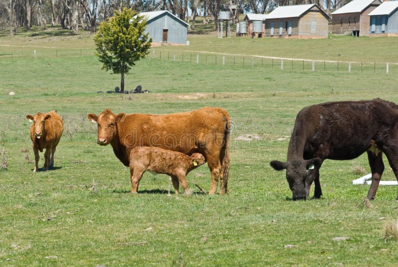 Farm Cows in the field stock photo. Image of beef, landscape - 3360250