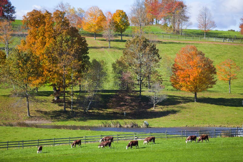 Farm stock photo. Image of grazing, rural, industry, herd - 34123326