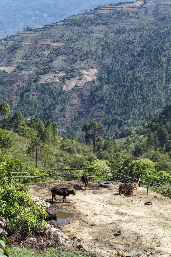 Farm with Cows in the Mountains in Bumthang, Eastern Bhutan Stock Photo ...
