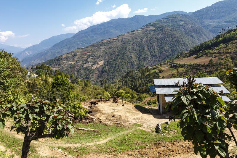 Farm with Cows in the Mountains in Bumthang, Eastern Bhutan Stock Image ...