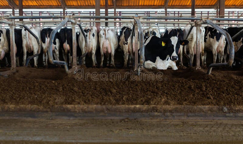 Farm Cowshed with Milking Cows Eating Hay from Manger Stock Photo ...